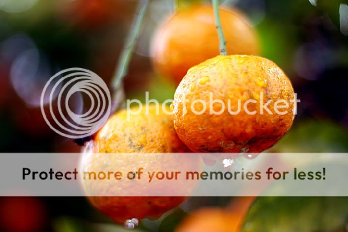 Orange Farm @ Swan Valley, Perth WA | Singapore Food Blog - Melicacy