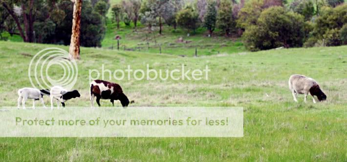 Orange Farm @ Swan Valley, Perth WA | Singapore Food Blog - Melicacy