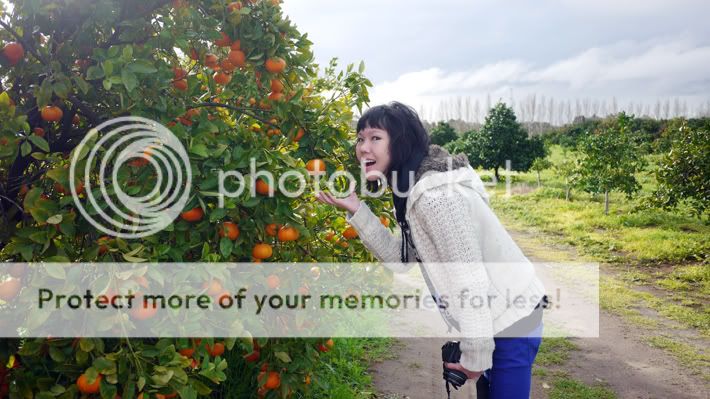 Orange Farm @ Swan Valley, Perth WA | Singapore Food Blog - Melicacy