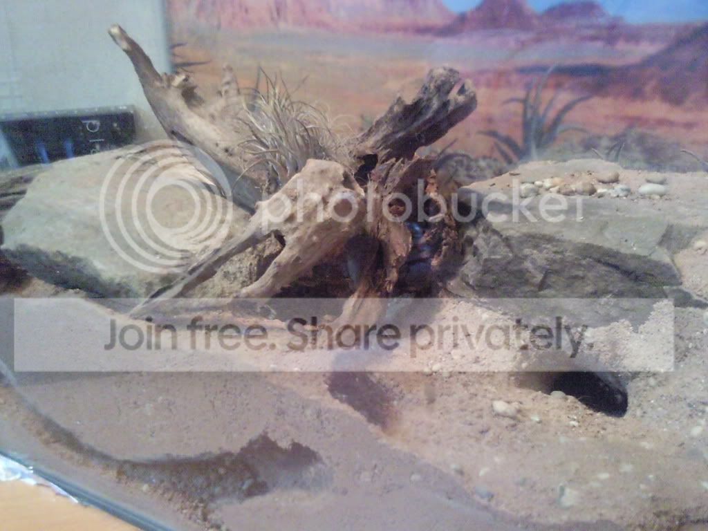 Scorpion Set up Pictures | Reptile Forums