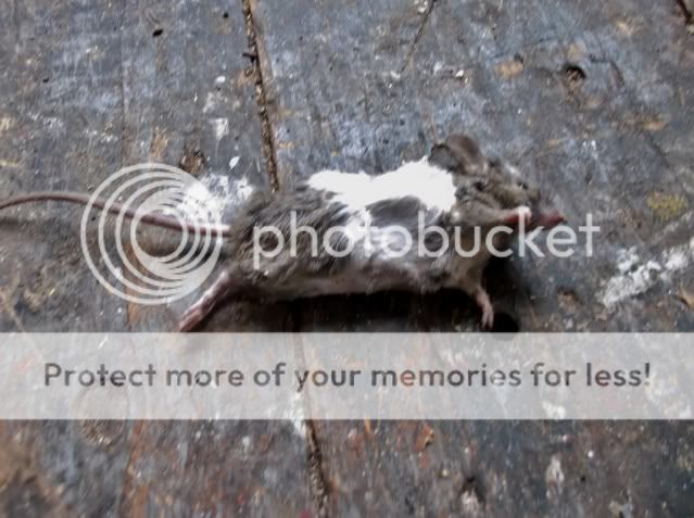 What Kind Of Mice Do We Have In Ns? | Nova Scotia Hunting Forum