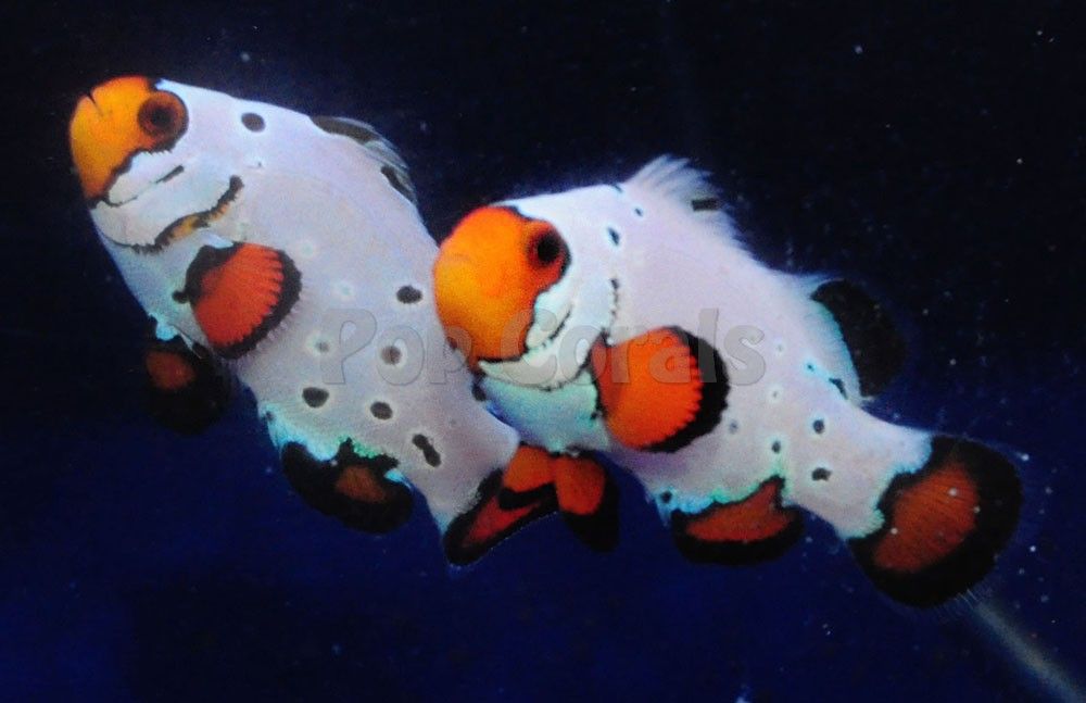 Frostbite Clownfish