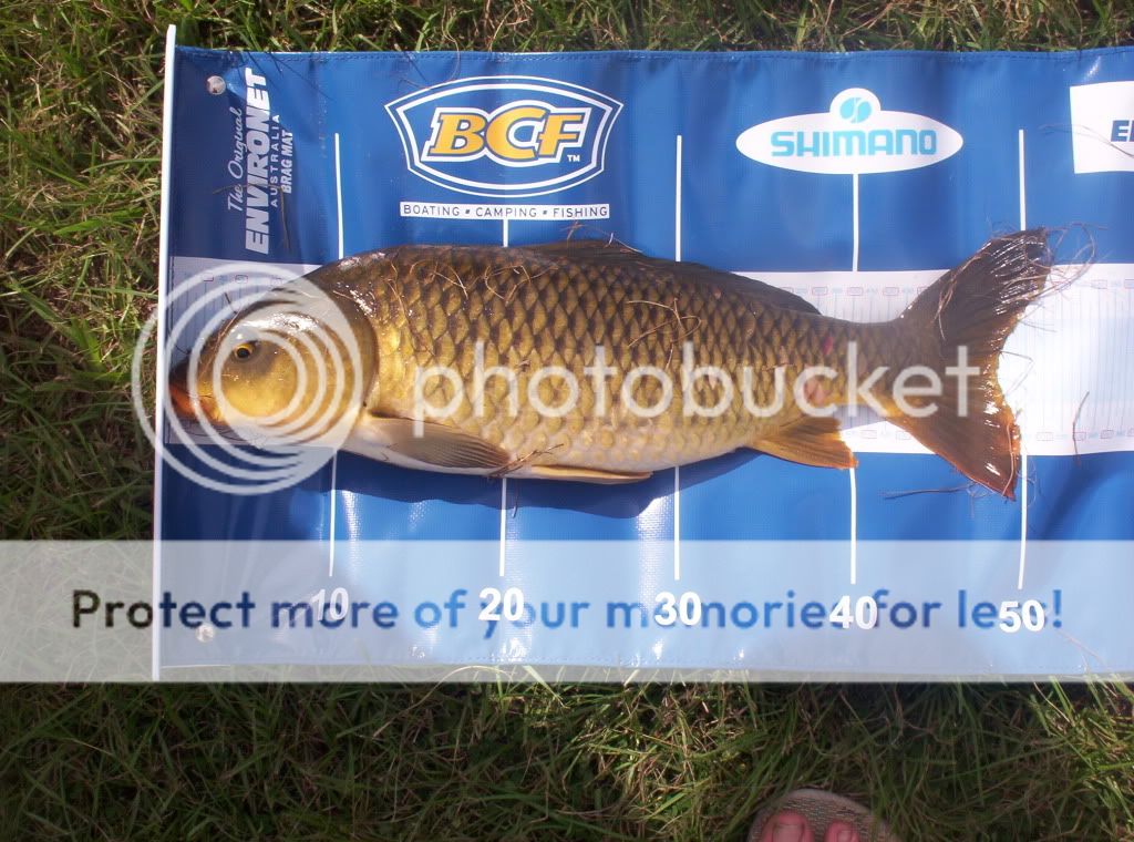 Carp Rigs, bait and techniques - Freshwater - Australian Fishing Online